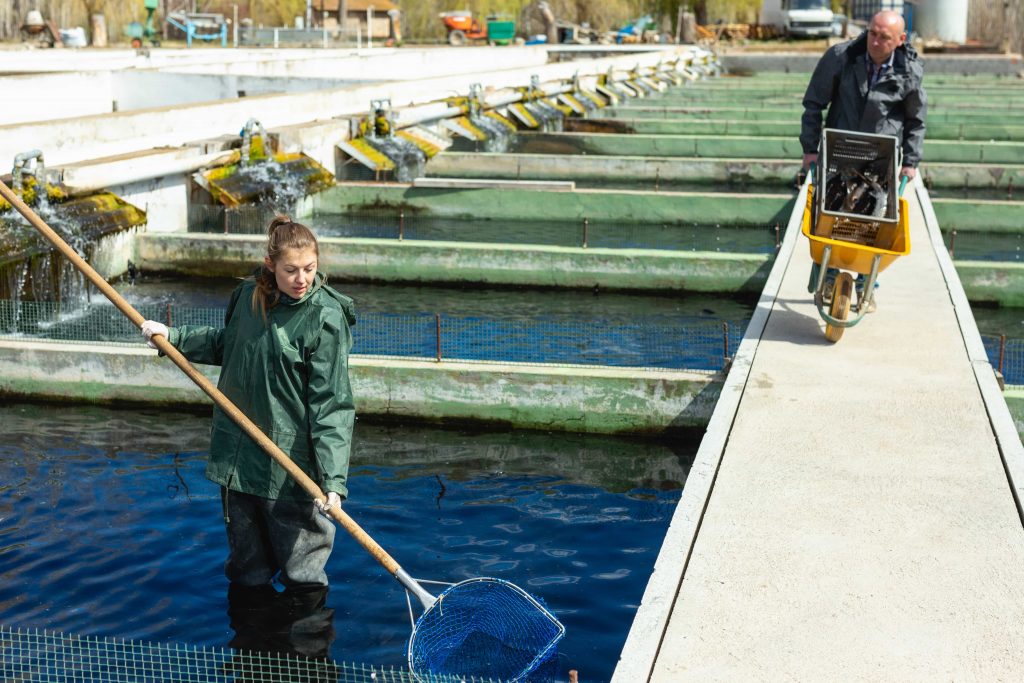 Måsøval Eiendom AS | Ice Fish Farm AS - Caselex